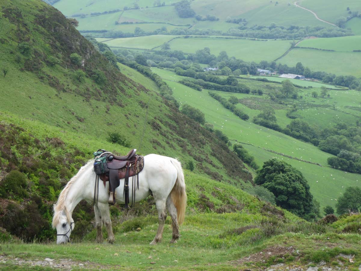 Stay With Your Horse – Brandy House Farm