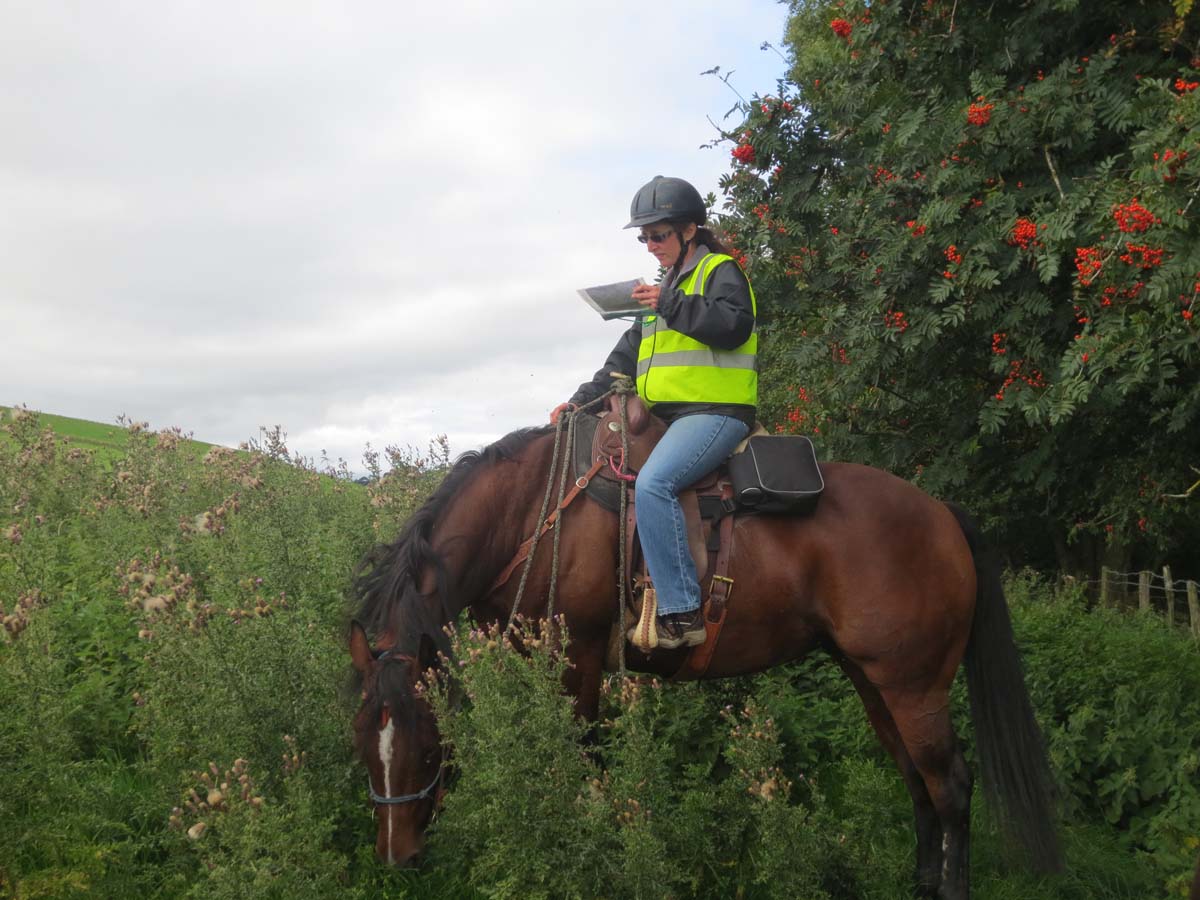 Stay With Your Horse – Brandy House Farm