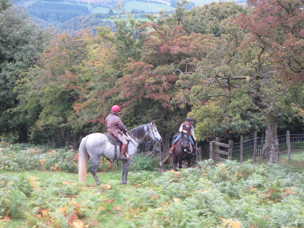 Stay With Your Horse – Brandy House Farm
