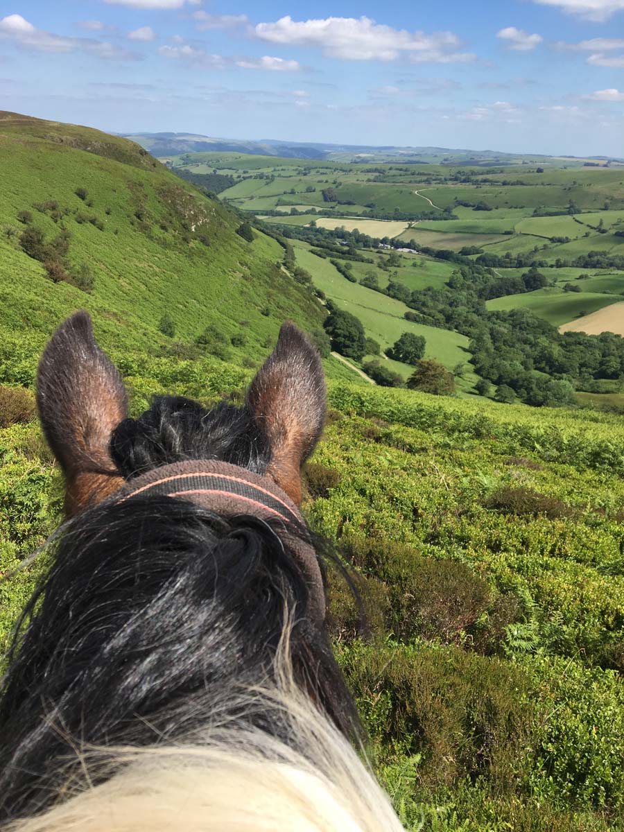 Stay With Your Horse – Brandy House Farm