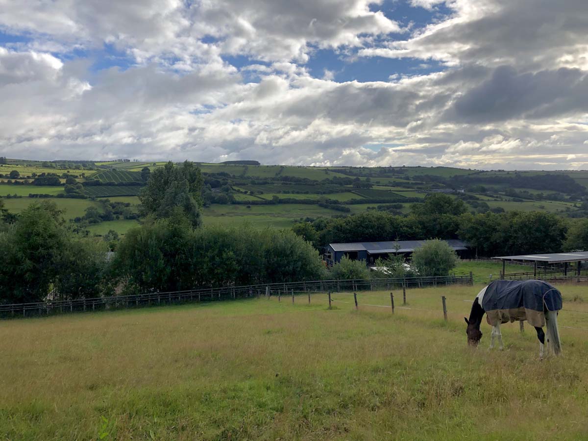 Stay With Your Horse – Brandy House Farm