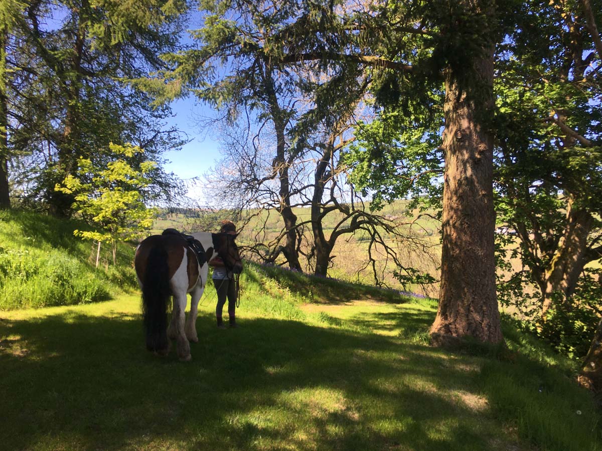 Stay With Your Horse – Brandy House Farm