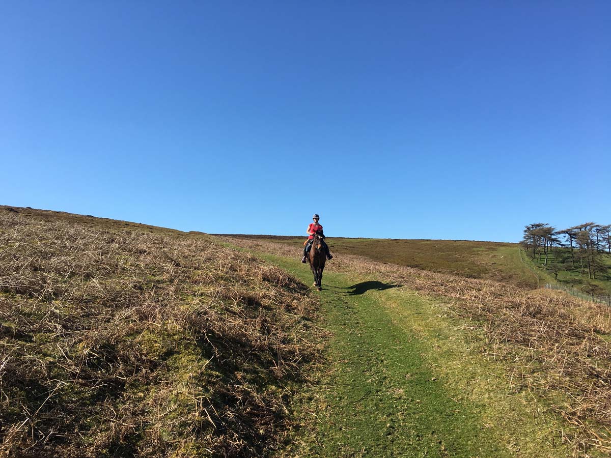 Stay With Your Horse – Brandy House Farm